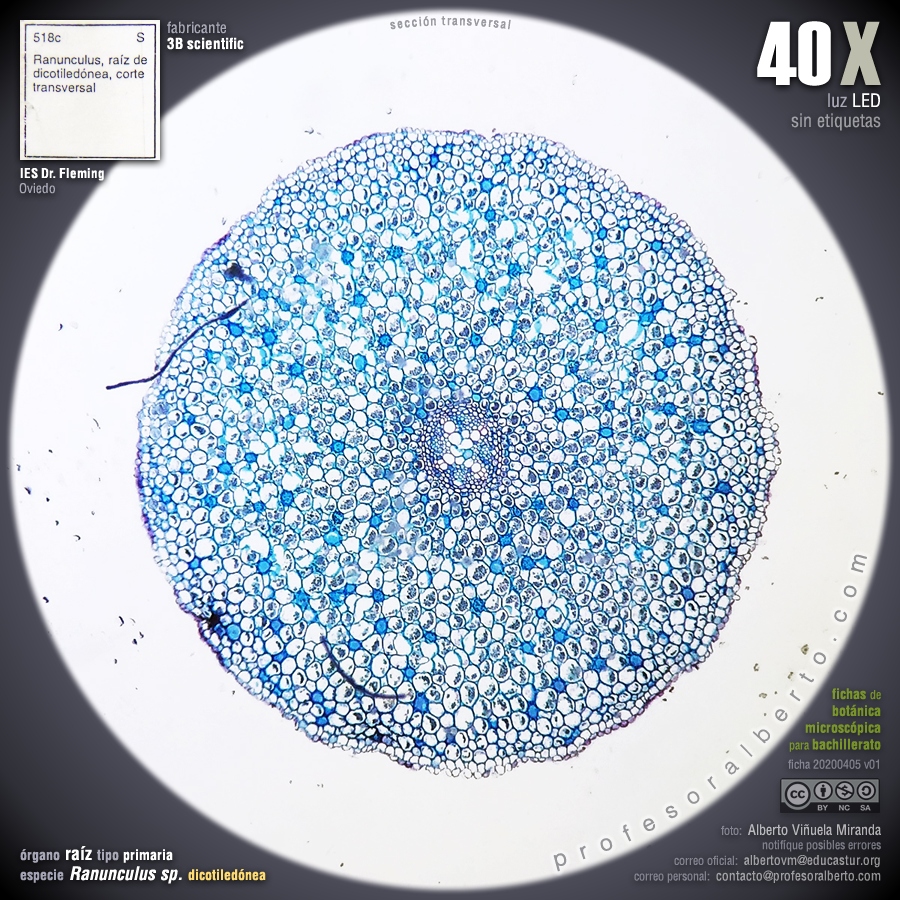 Órganos Vegetales ← Botánica Microscópica ← Fisiología e Histología ...